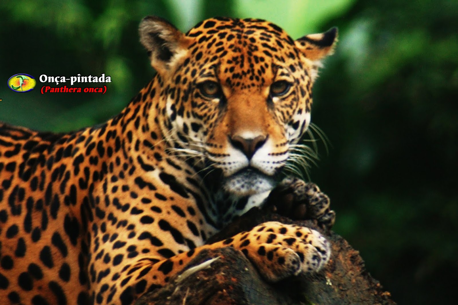 Zoologia: Onça-pintada (Panthera onca)